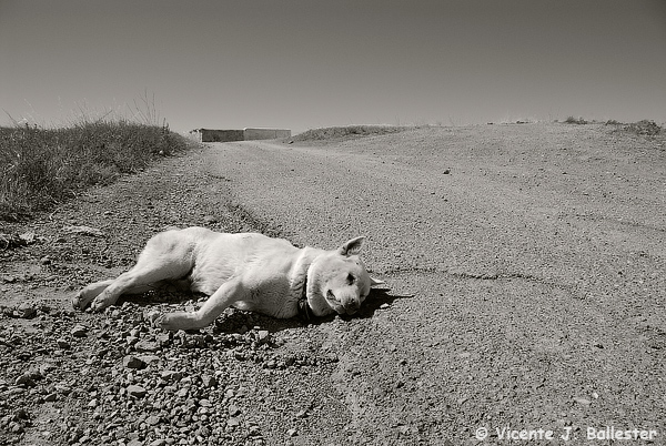 El lado oscuro: Perro muerto